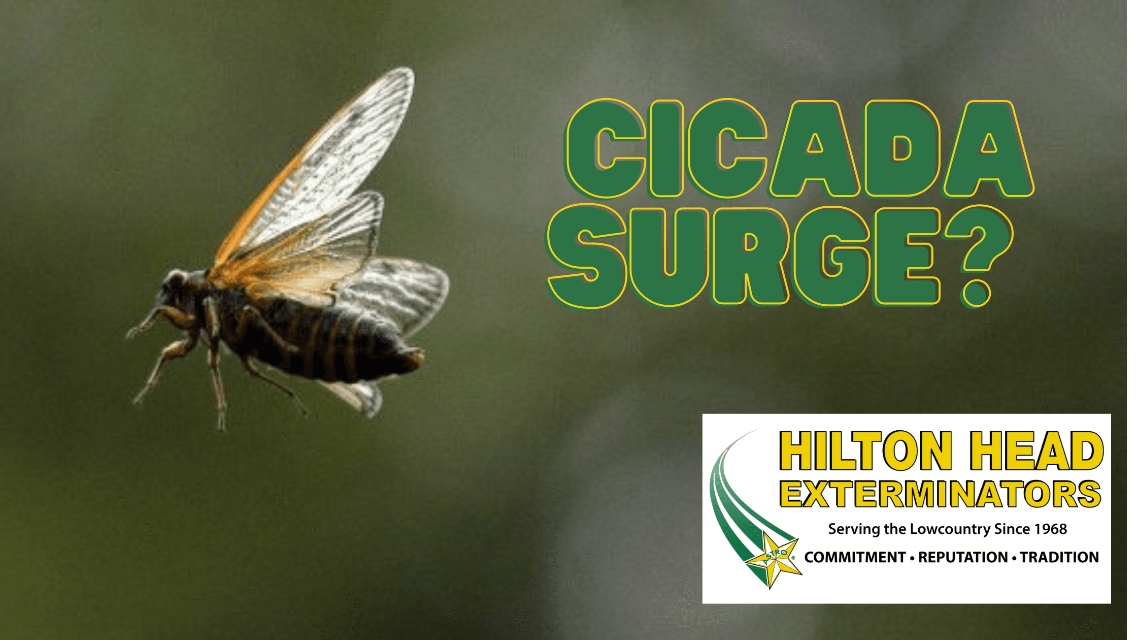 Cicada Surge? Here's Your Essential Guide to Cicada Pest Control in Hilton Head